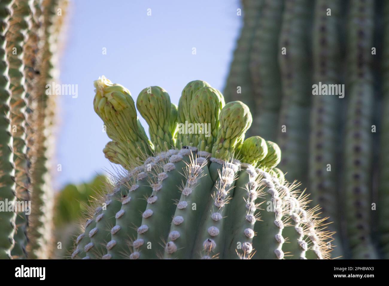Cacti in springtime hi-res stock photography and images - Alamy