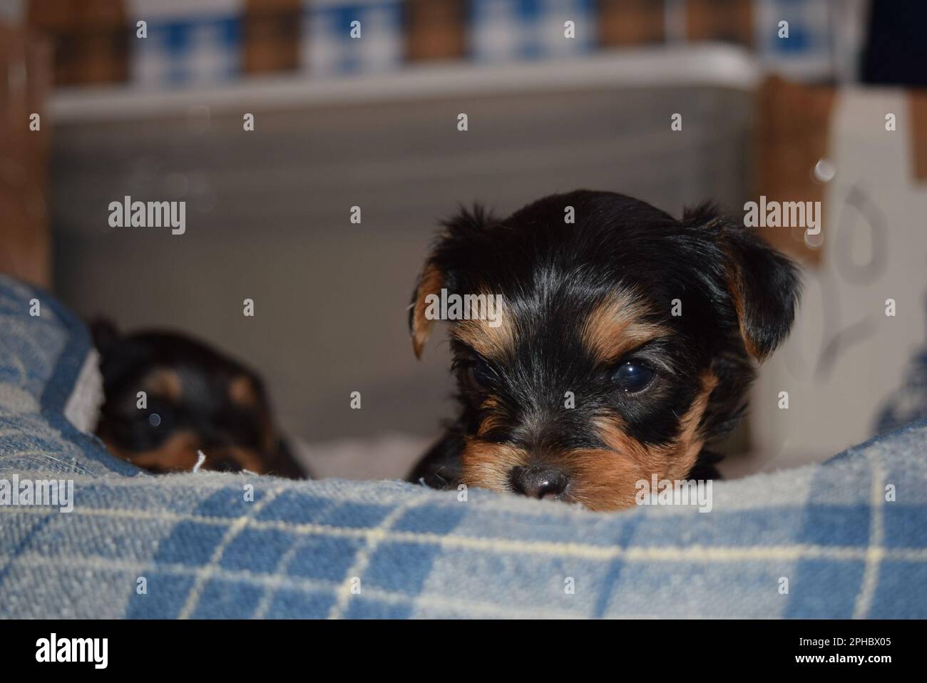 Cachorros de perro hi-res stock photography and images - Alamy