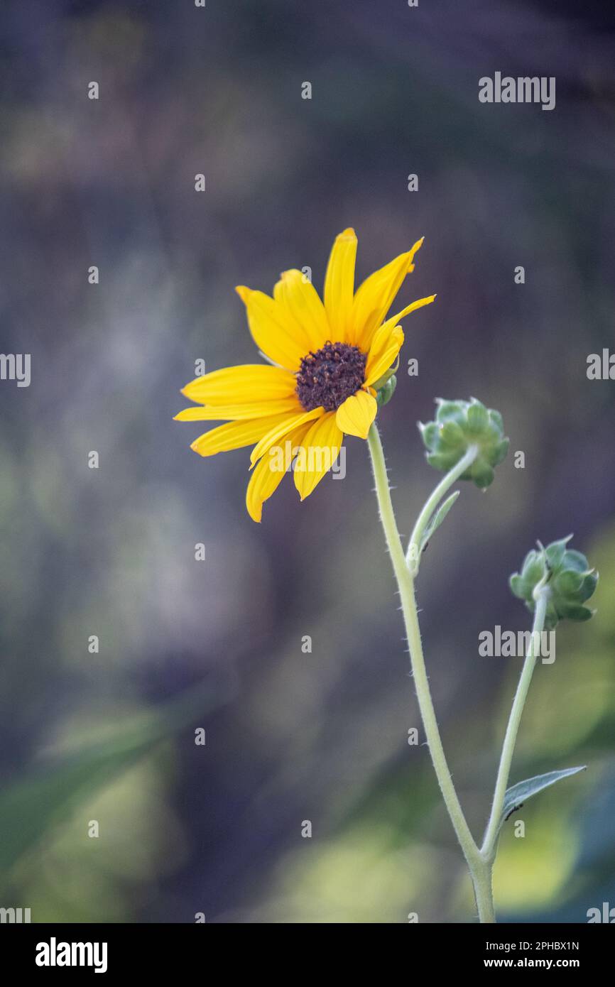 Sunflower flowers wildflowers hi-res stock photography and images - Alamy