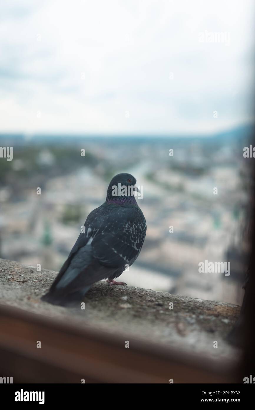 A pigeon perched on an outdoor window ledge, overlooking the bustling ...