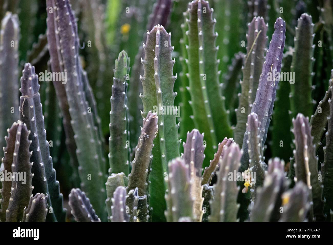 Cacti in springtime hi-res stock photography and images - Alamy