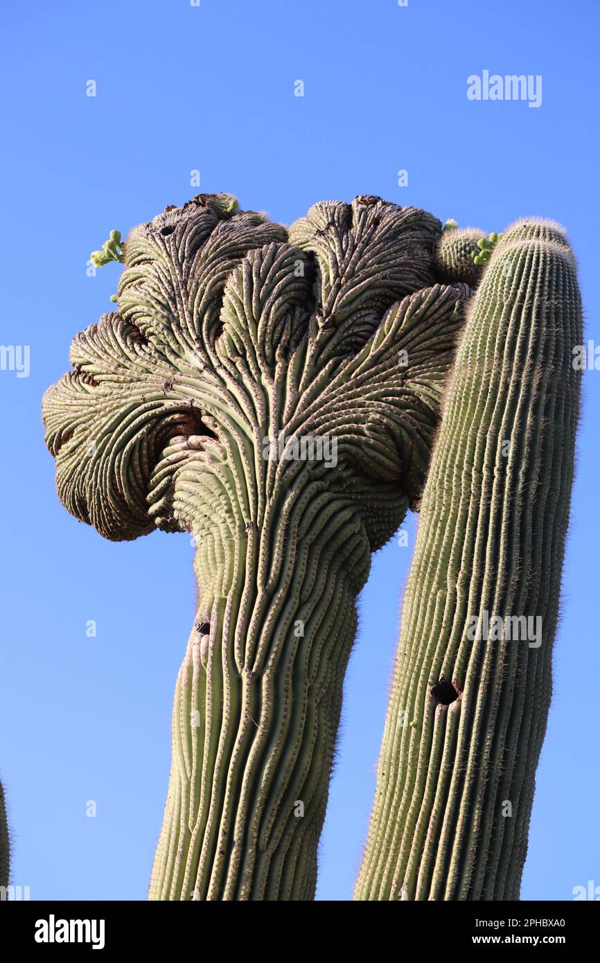 Very tall cactus hi-res stock photography and images - Alamy