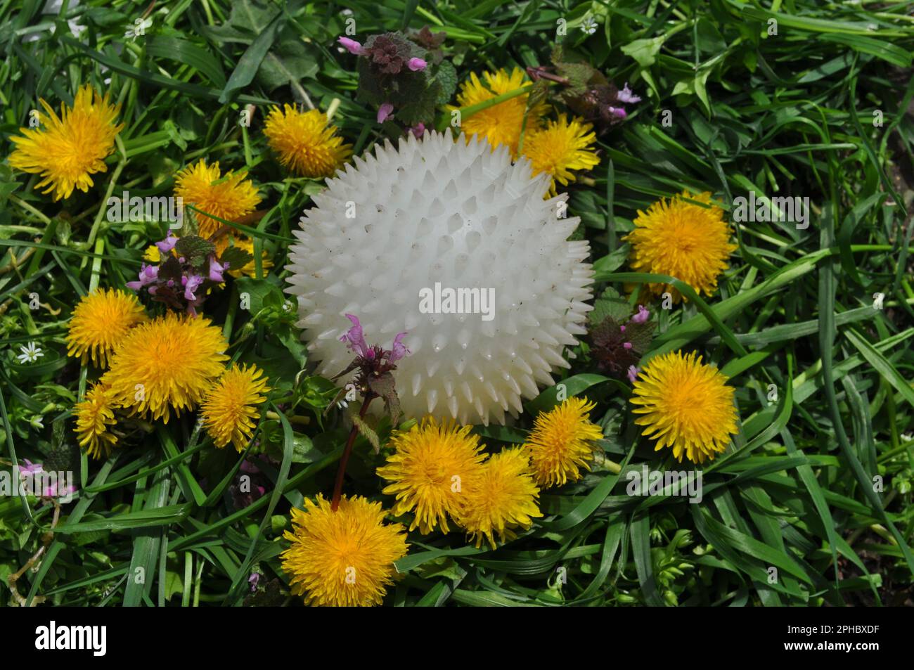 Ball of flowers hi-res stock photography and images - Alamy