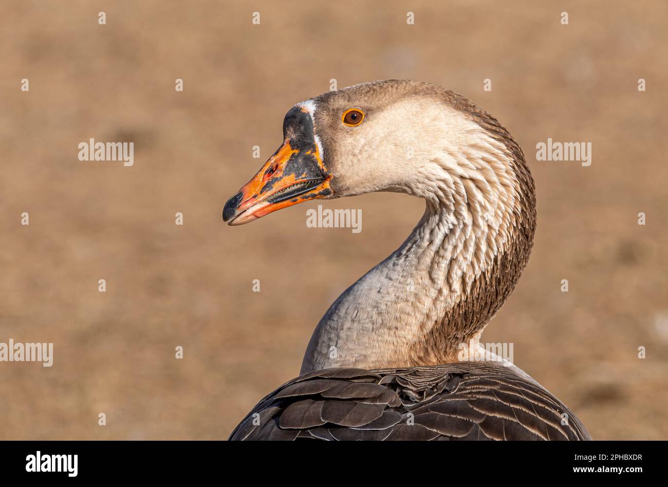 A head profile shot of a domesticated goose called a Swan Goose that ...
