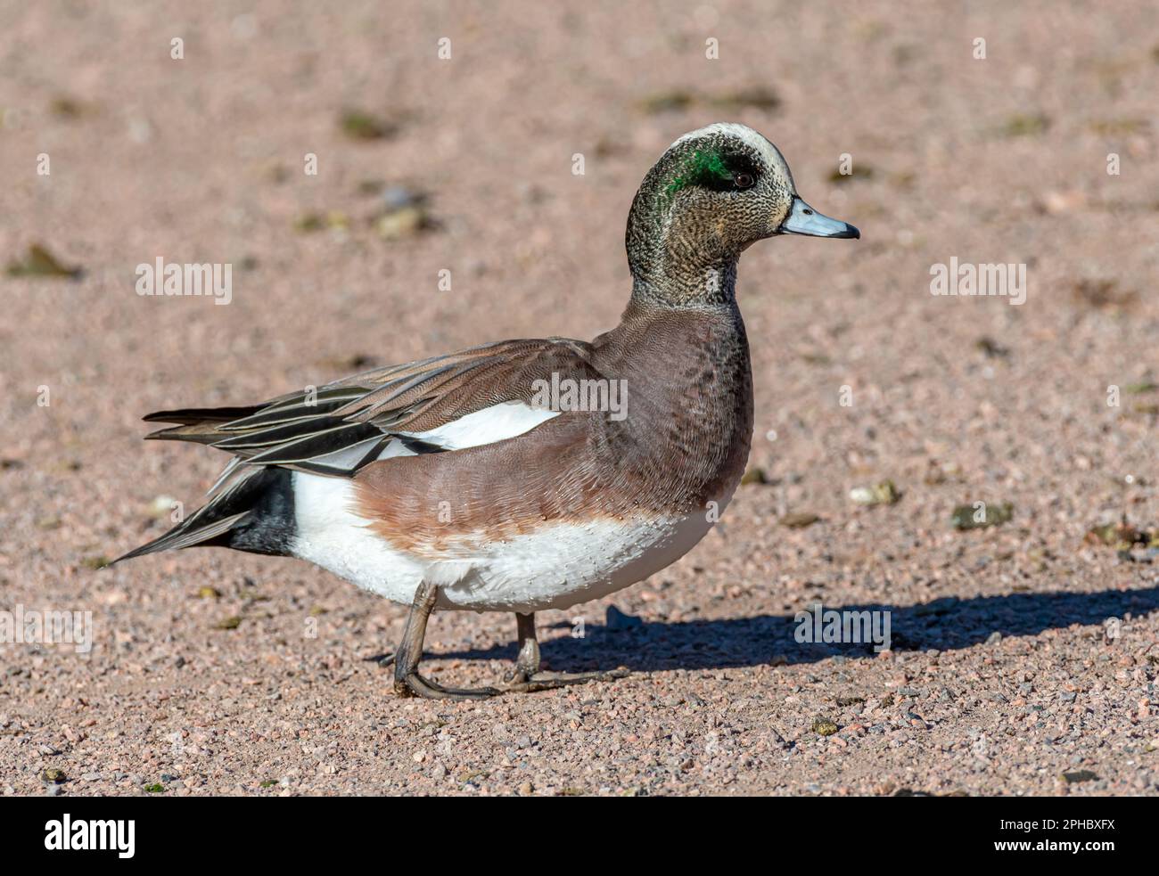 American wigeon species duck hi-res stock photography and images - Alamy