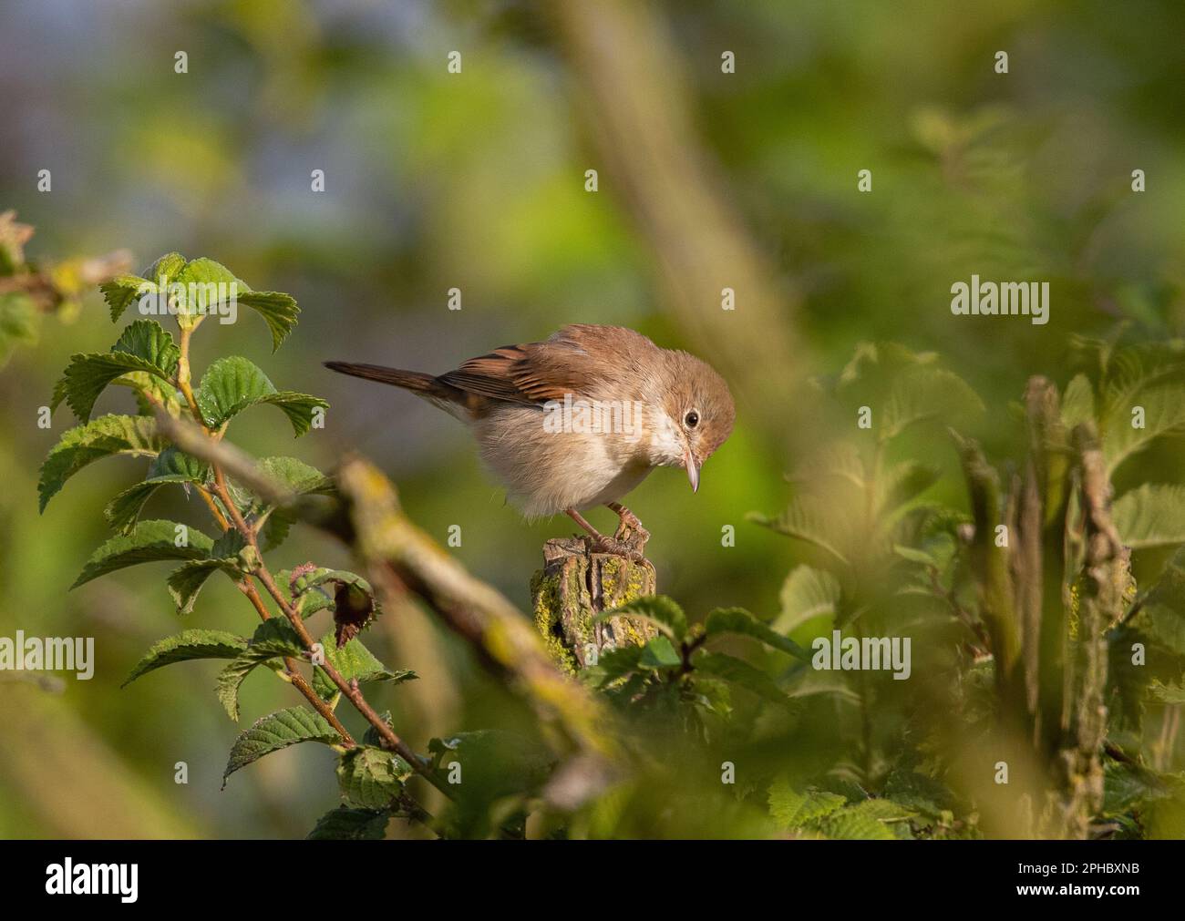 A Whitethroat ( Curruca communis) perched for in a tree in it's natural ...