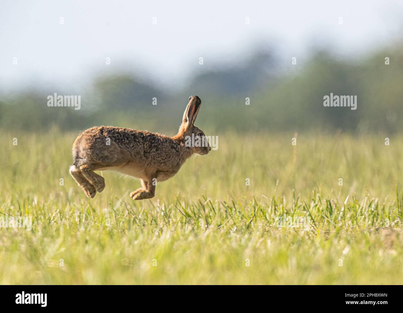 A flying Brown Hare ( Lepus europaeus) leaping in the air. Bouncing ...