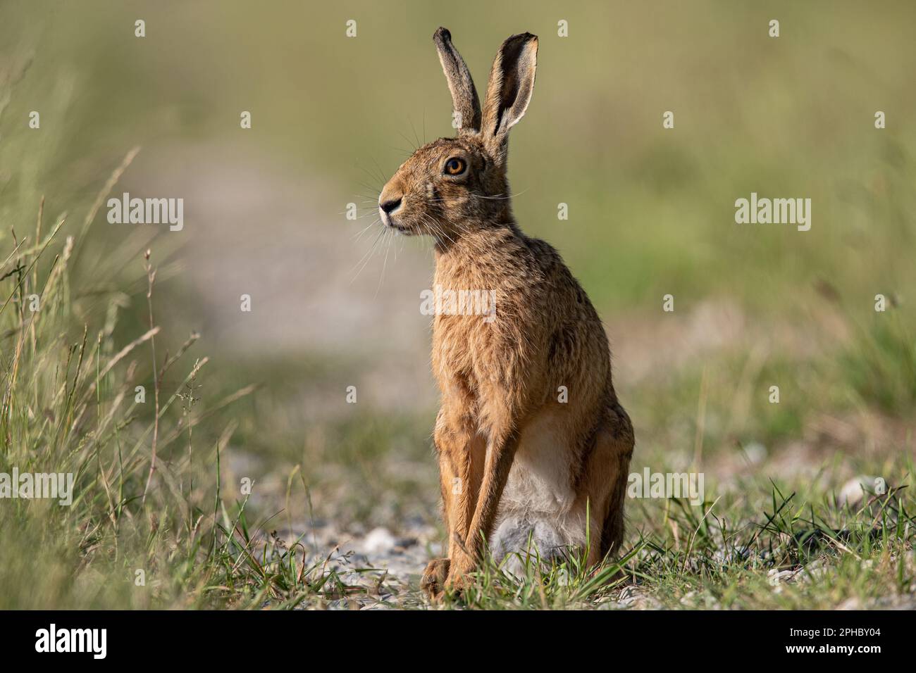 A close up detailed shot of a wild Brown Hare ( Lepus europaeus) with ...