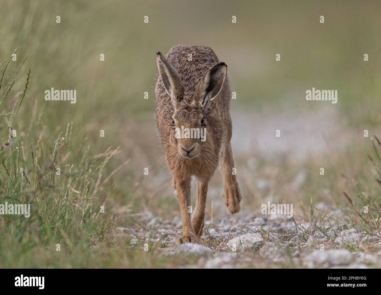 A close up detailed shot of a wild Brown Hare ( Lepus europaeus) with ...
