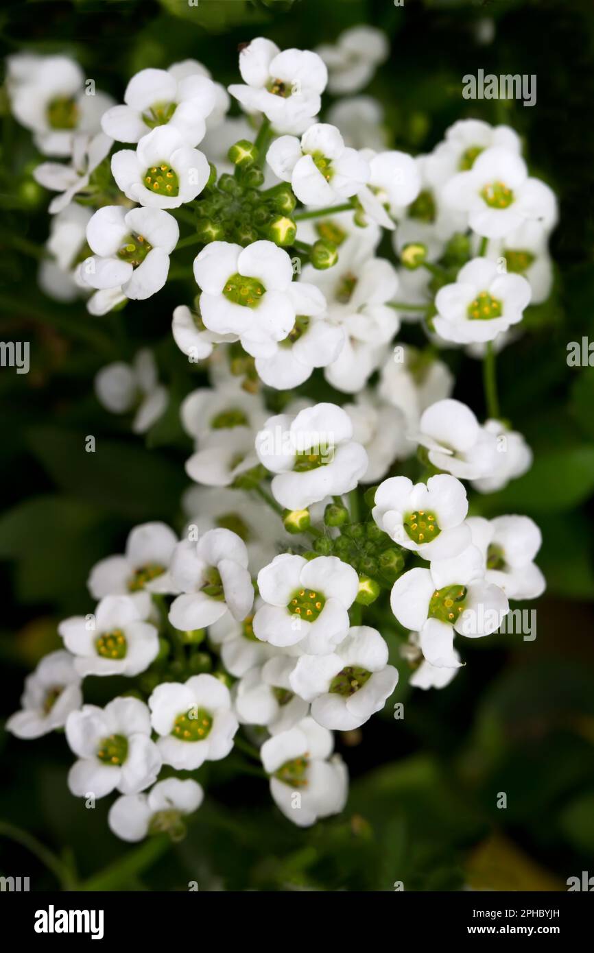 Sweet family sea hi-res stock photography and images - Alamy