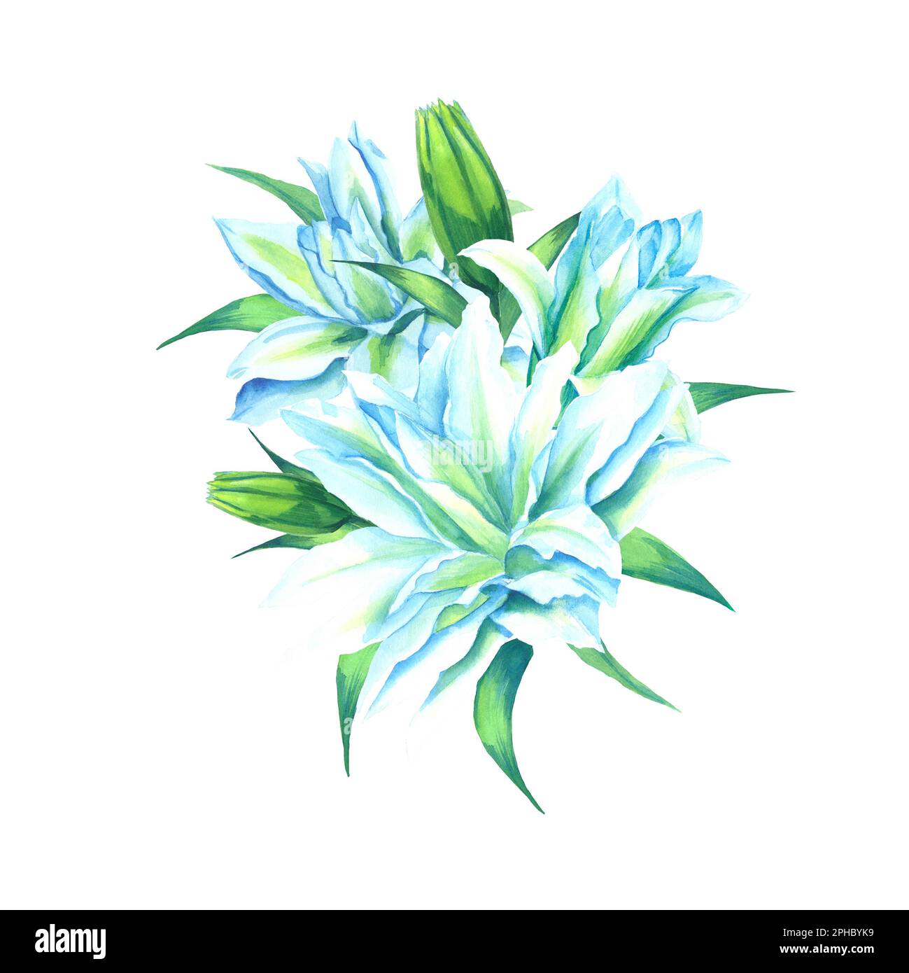 Plant liles Cut Out Stock Images & Pictures - Alamy