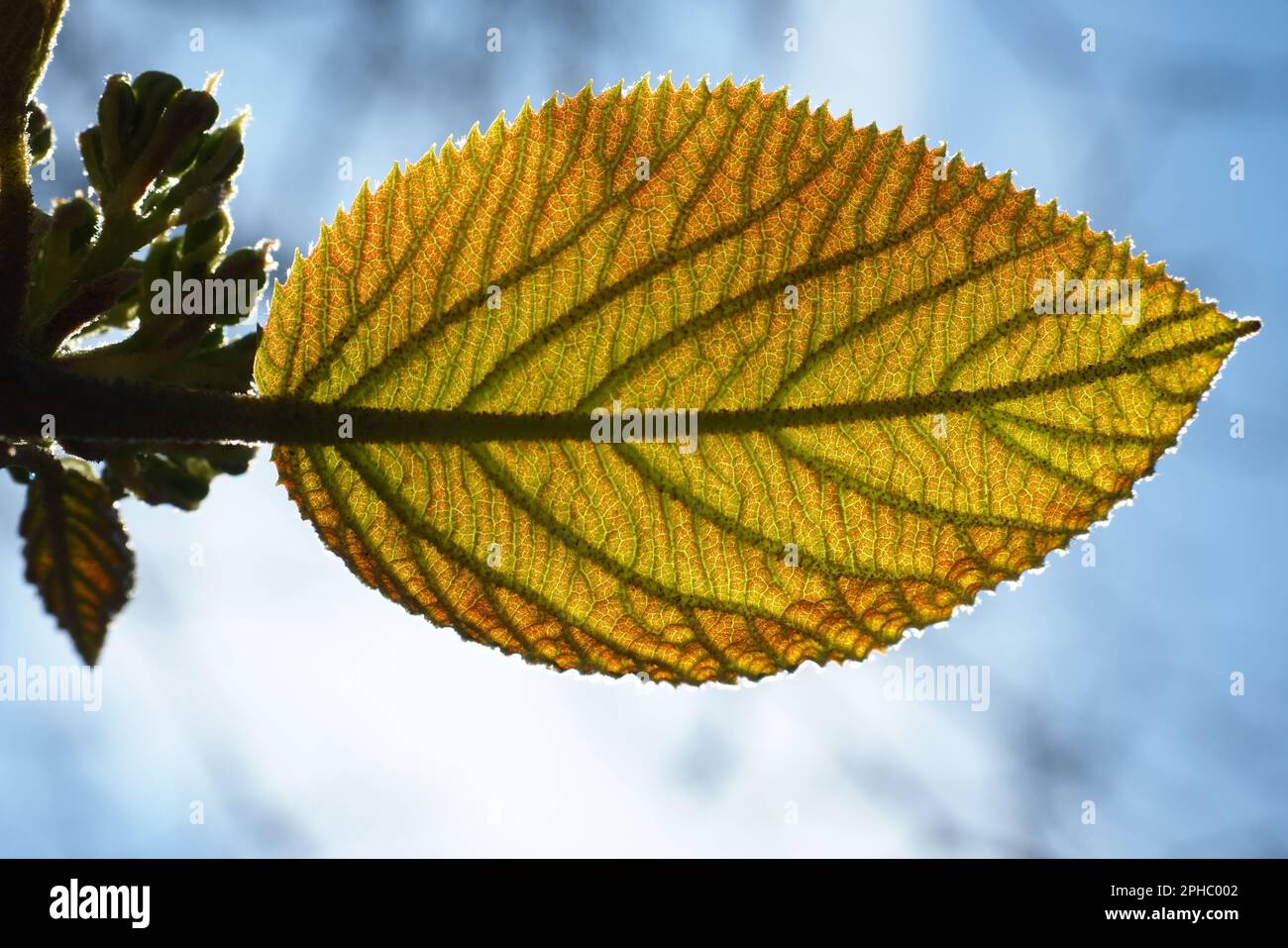 A leaf is the main appendage of the stem of a vascular plant [1 ...