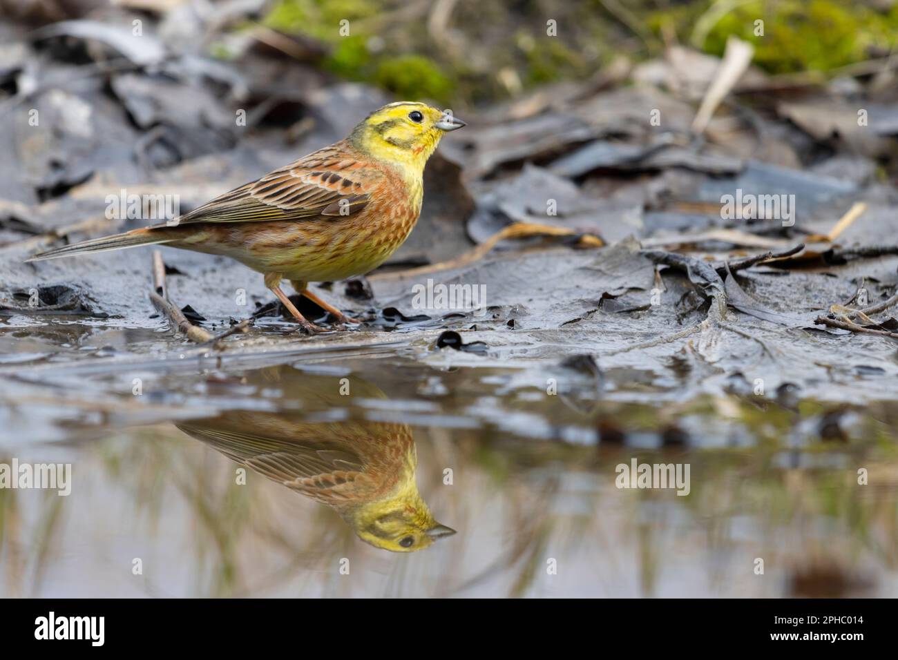 yellowhammer , drinks water in spring puddle Stock Photo - Alamy