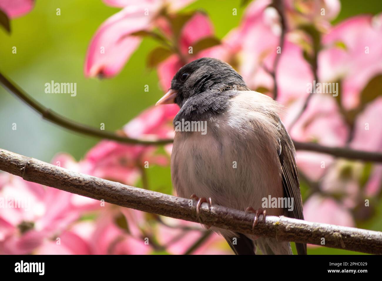 Songbirds and blooms hi-res stock photography and images - Alamy