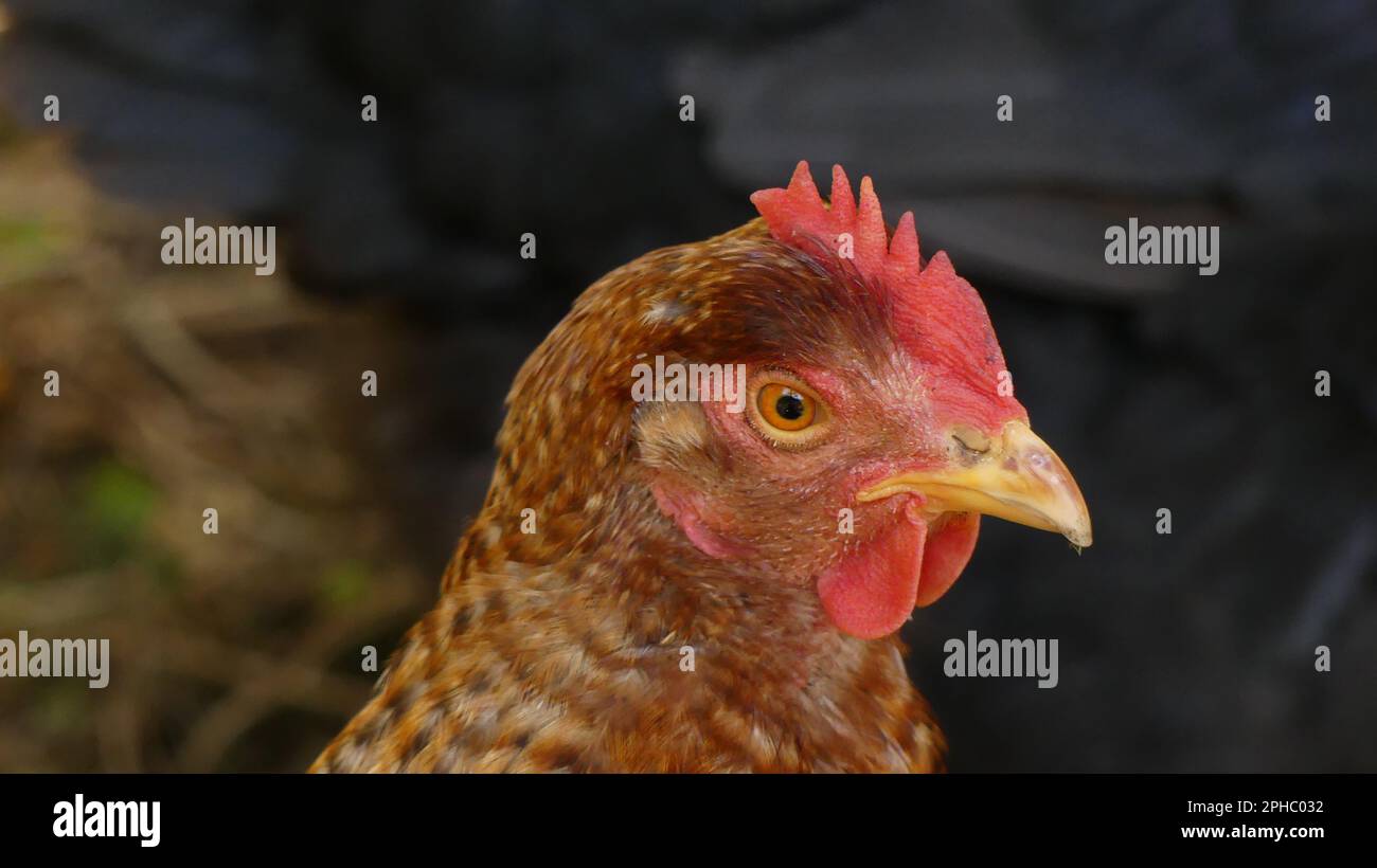 A brown-feathered rooster with a bright red beak against a lush forest ...