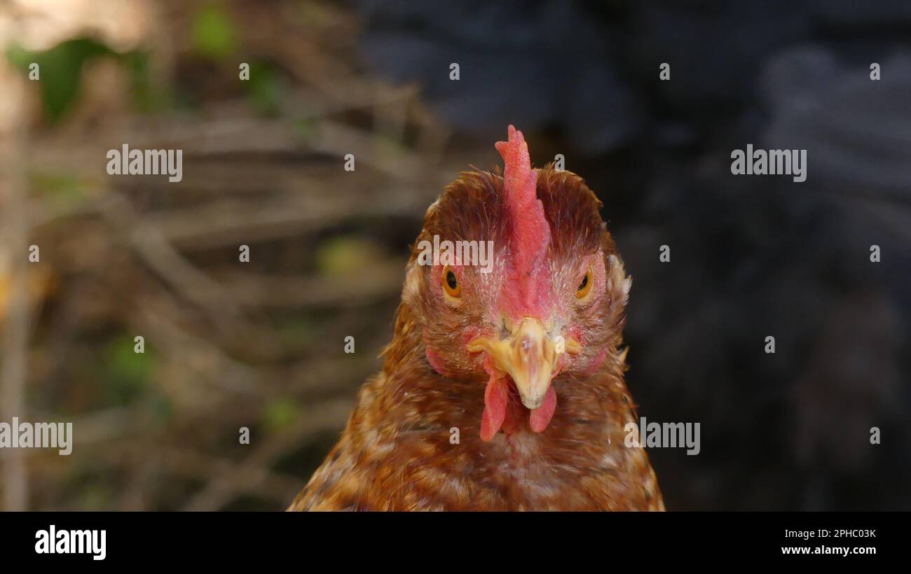 A brown-feathered rooster with a bright red beak against a lush forest ...