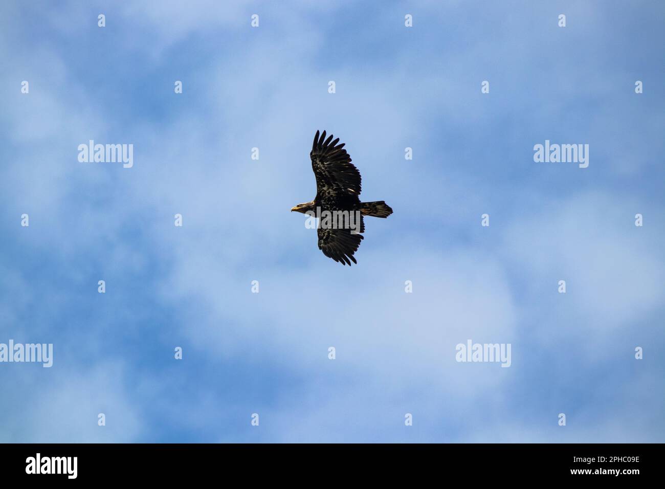 Pnw bird hi-res stock photography and images - Alamy