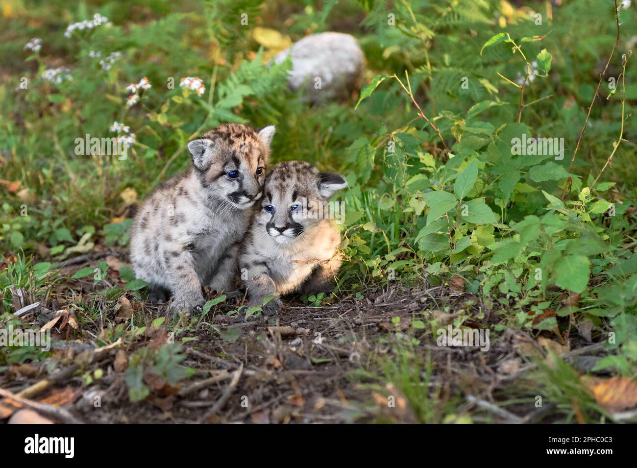 Cougar Kittens (Puma concolor) Huddle Together on Ground Autumn ...