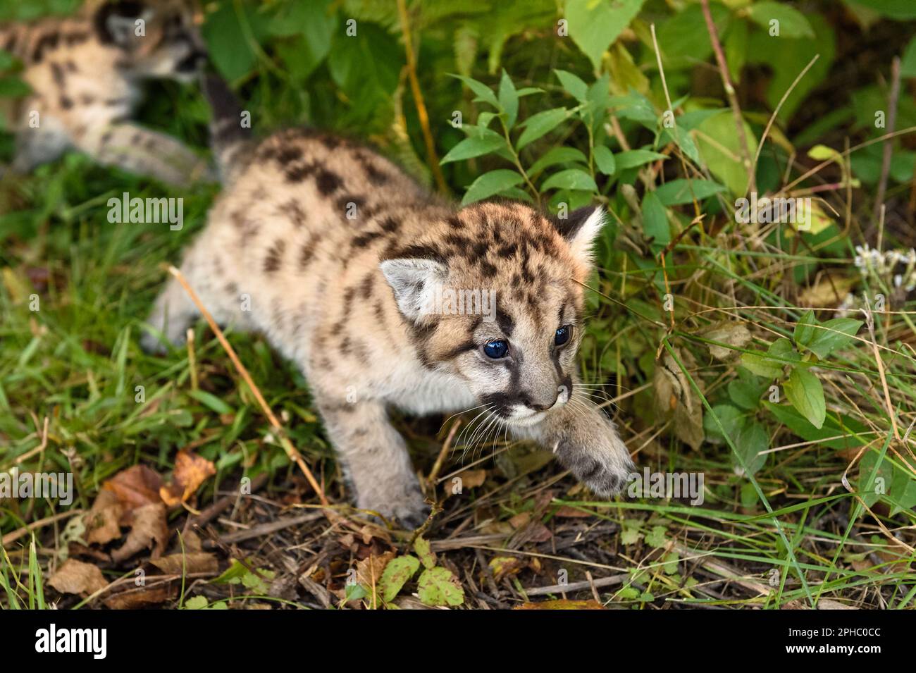 Cougar Kitten (Puma concolor) Creeps Forward Through Grass and Greenery ...