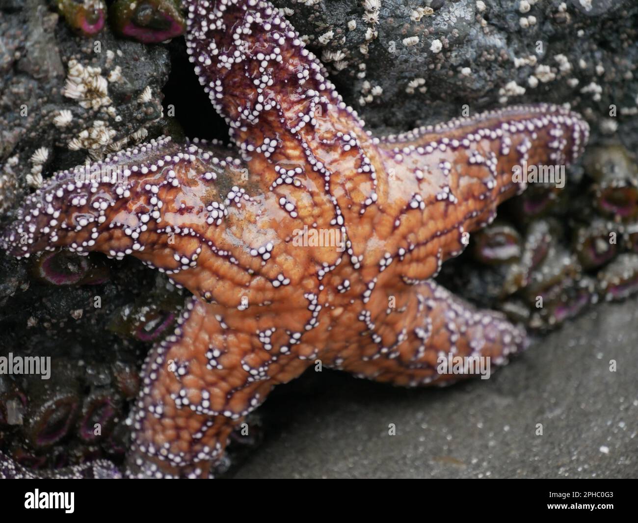 A vibrant orange starfish standing on the seashore, against a backdrop ...