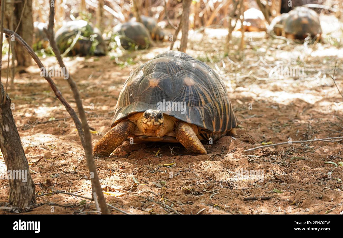 Radiated tortoise - Astrochelys radiata - critically endangered turtle ...