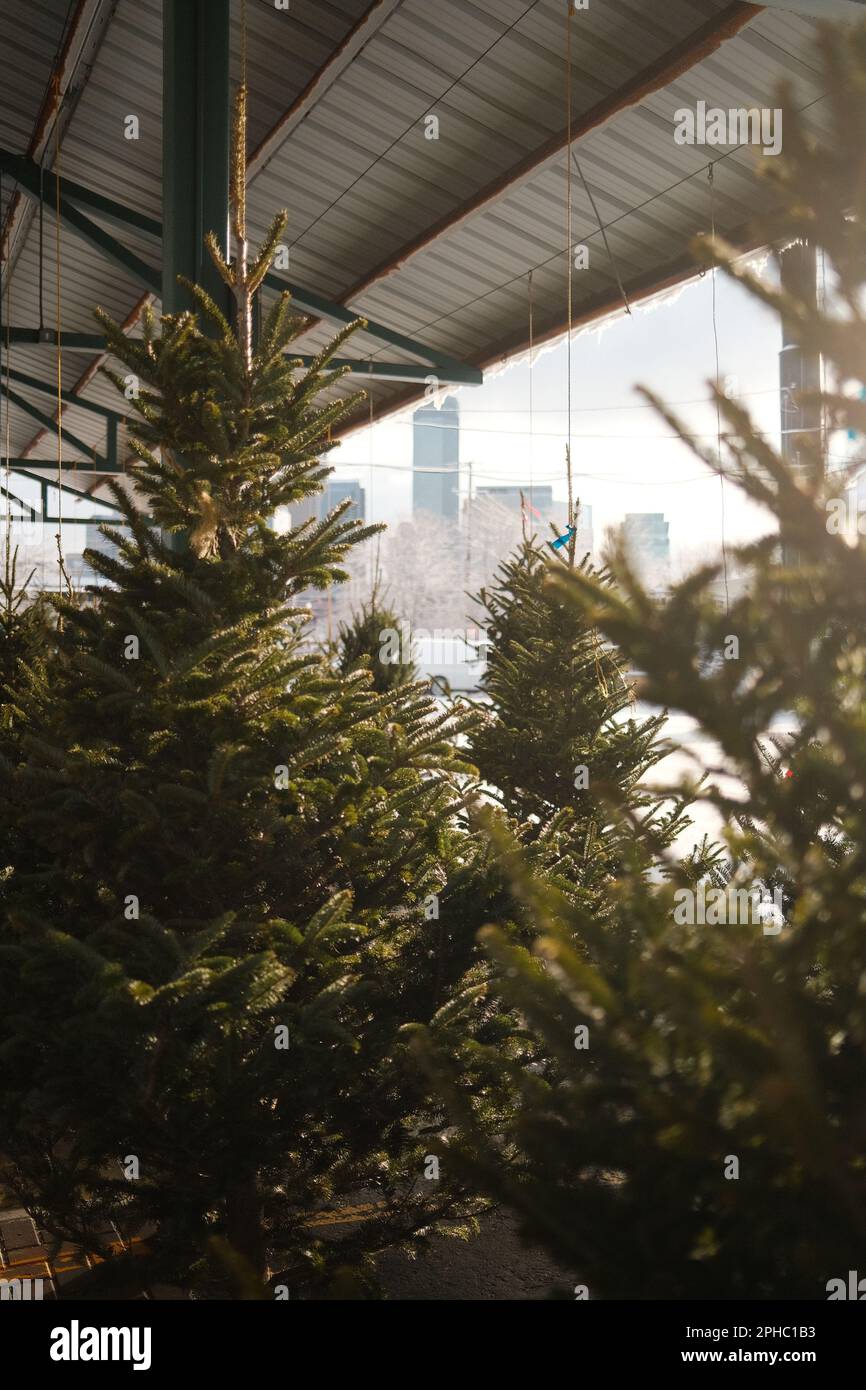 A cluster of juvenile fir trees sheltered beneath a canopy of shade ...