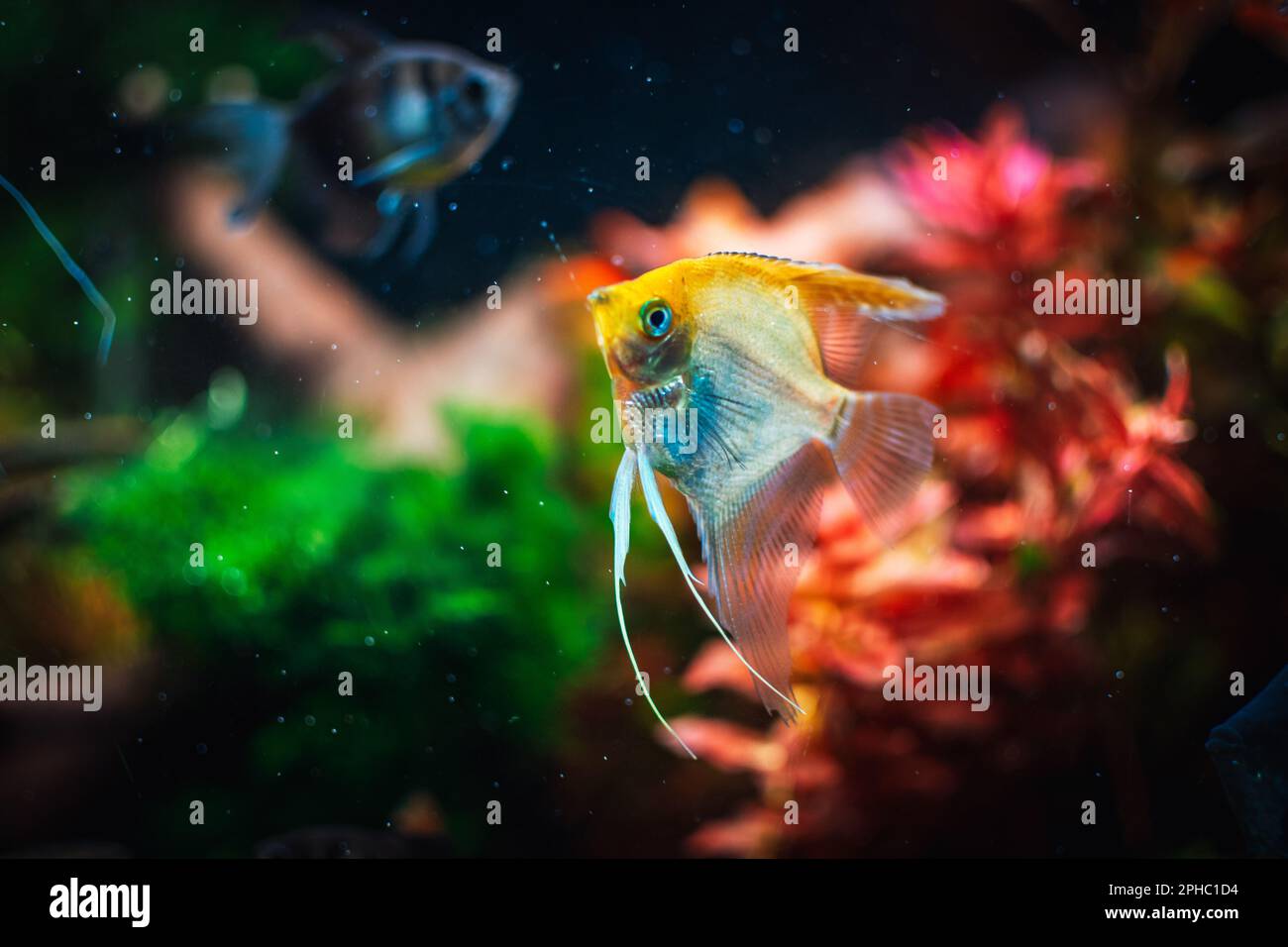 Pterophyllum altum hi-res stock photography and images - Alamy