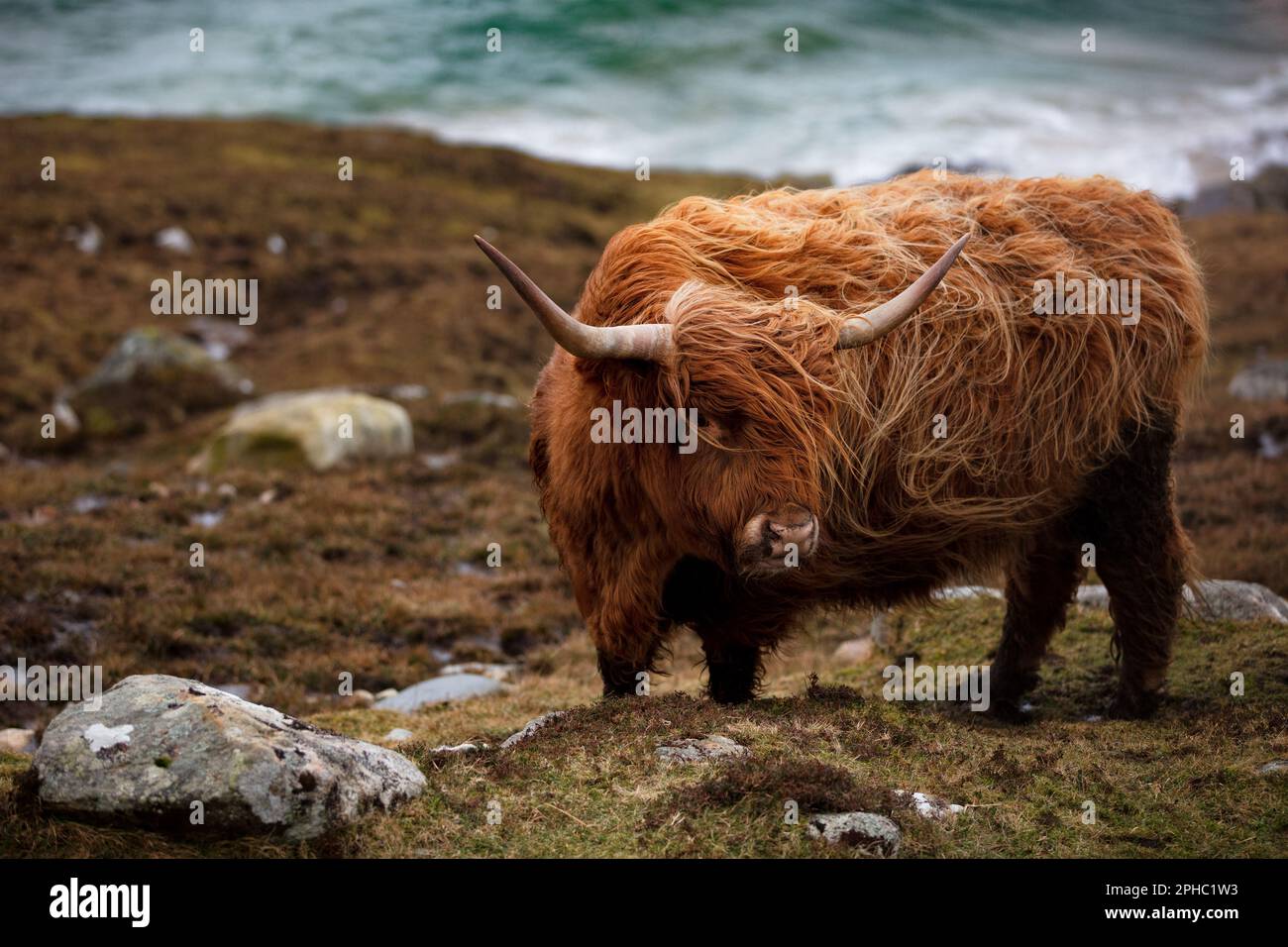 Scottish coo hi-res stock photography and images - Alamy