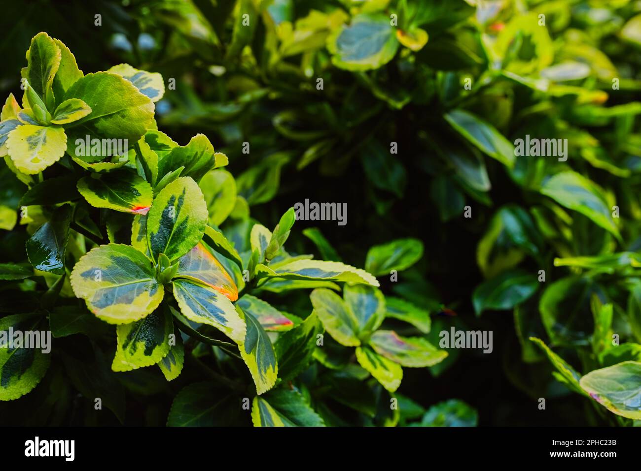 A well-groomed bush with yellow-green leaves on a rainy day Stock Photo ...