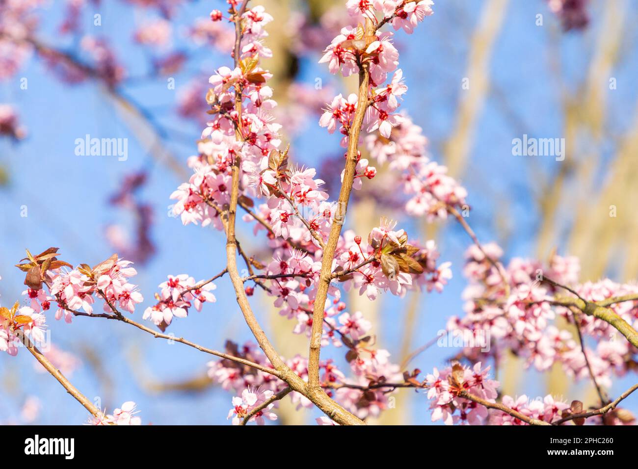 Sakura like flowers hi-res stock photography and images - Alamy