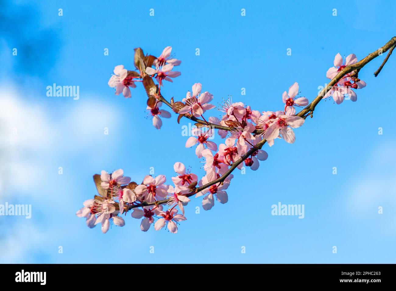 Sakura like flowers hi-res stock photography and images - Alamy