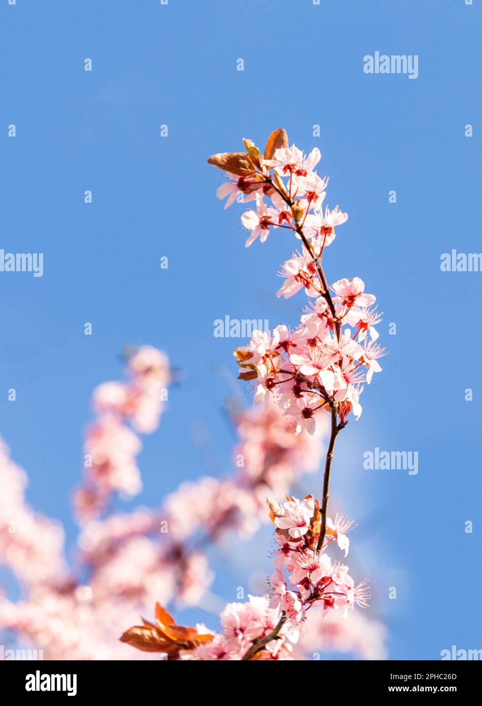 Sakura like flowers hi-res stock photography and images - Alamy