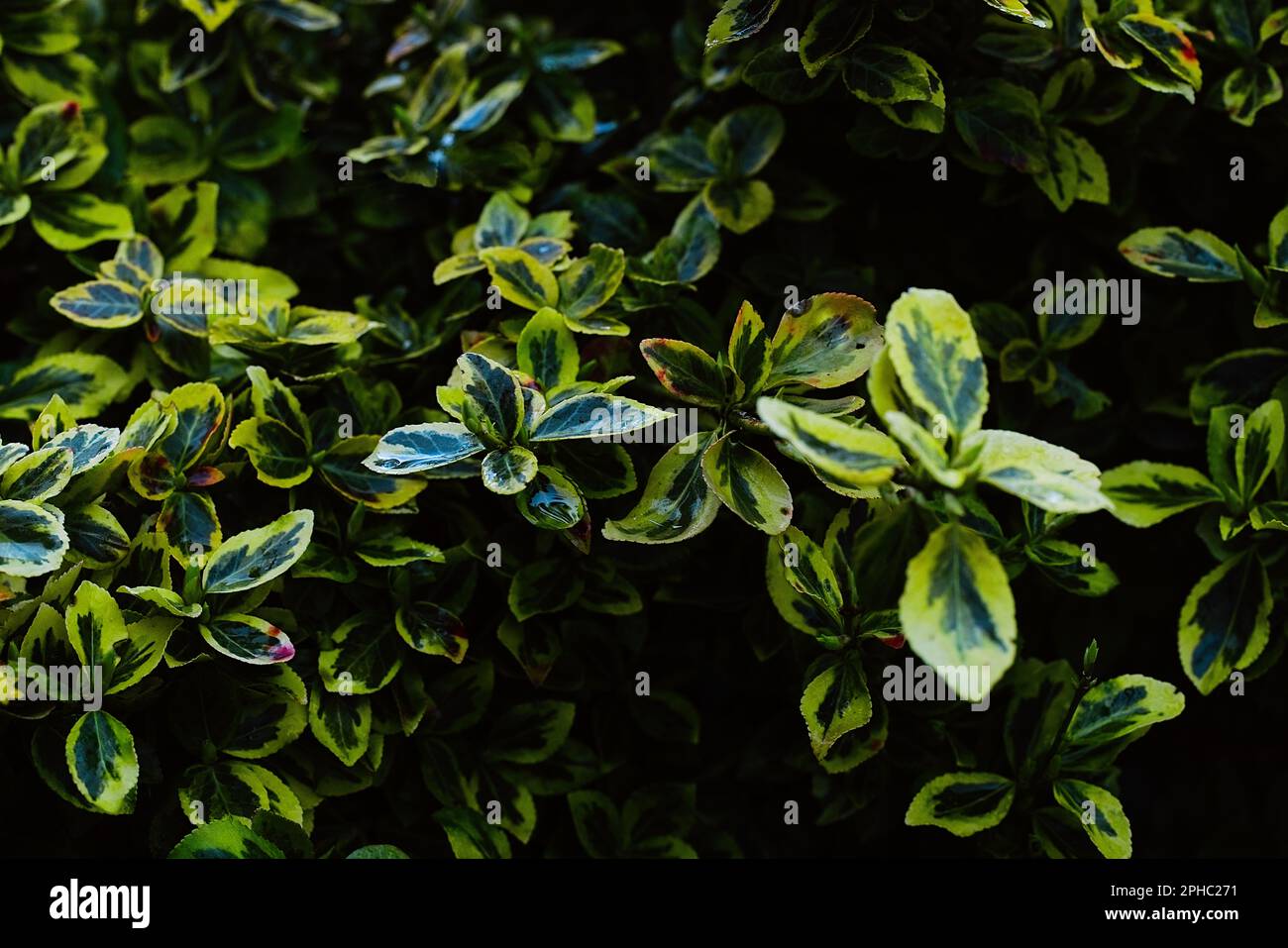 A well-groomed bush with yellow-green leaves on a rainy day Stock Photo ...