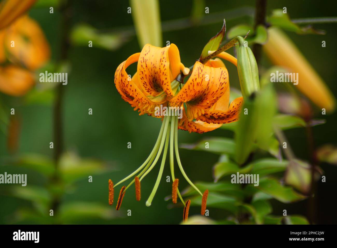 Beautiful bloom of the tiger lily Stock Photo - Alamy