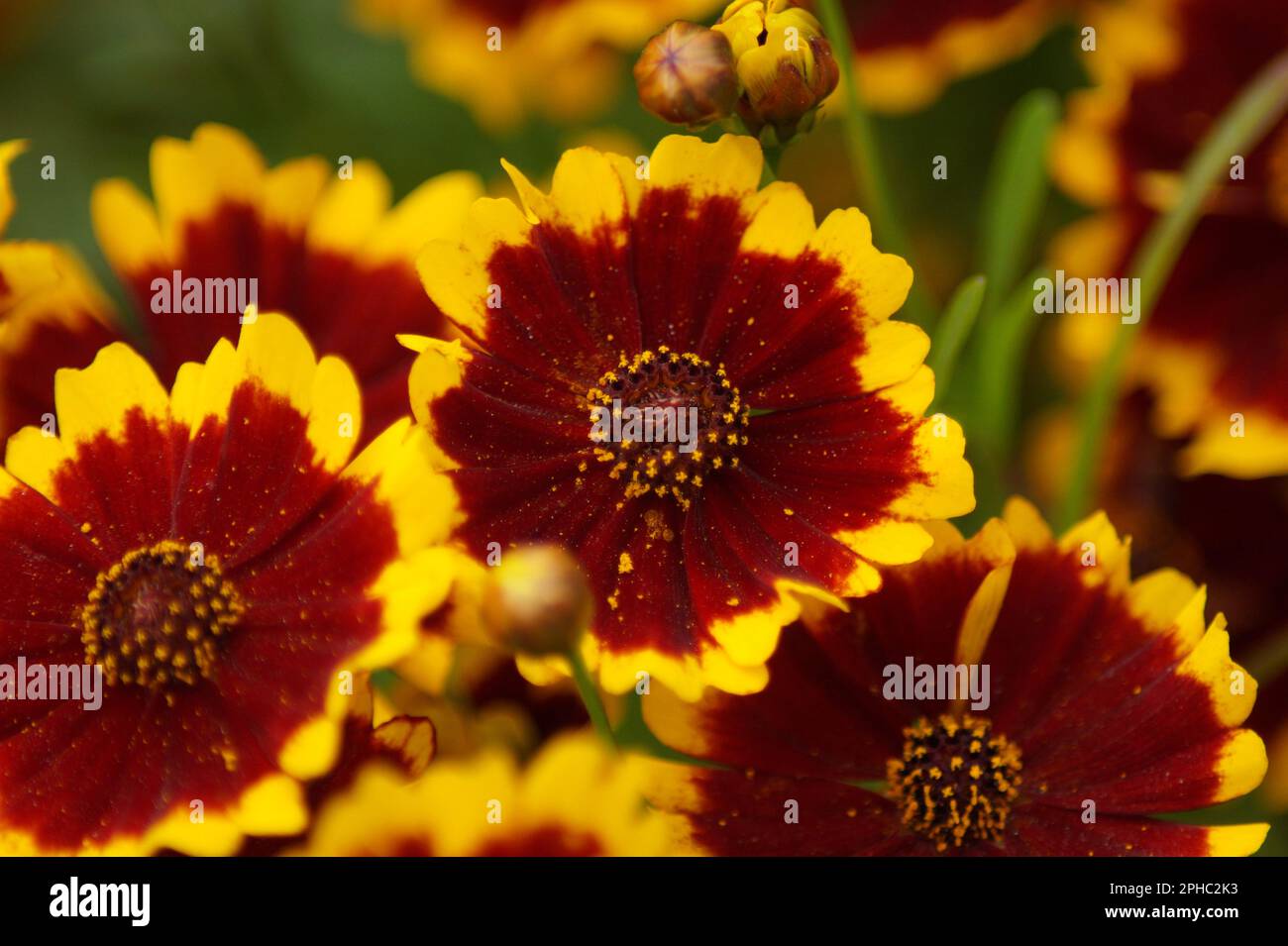 student flower dark red flower with yellow edge Stock Photo - Alamy