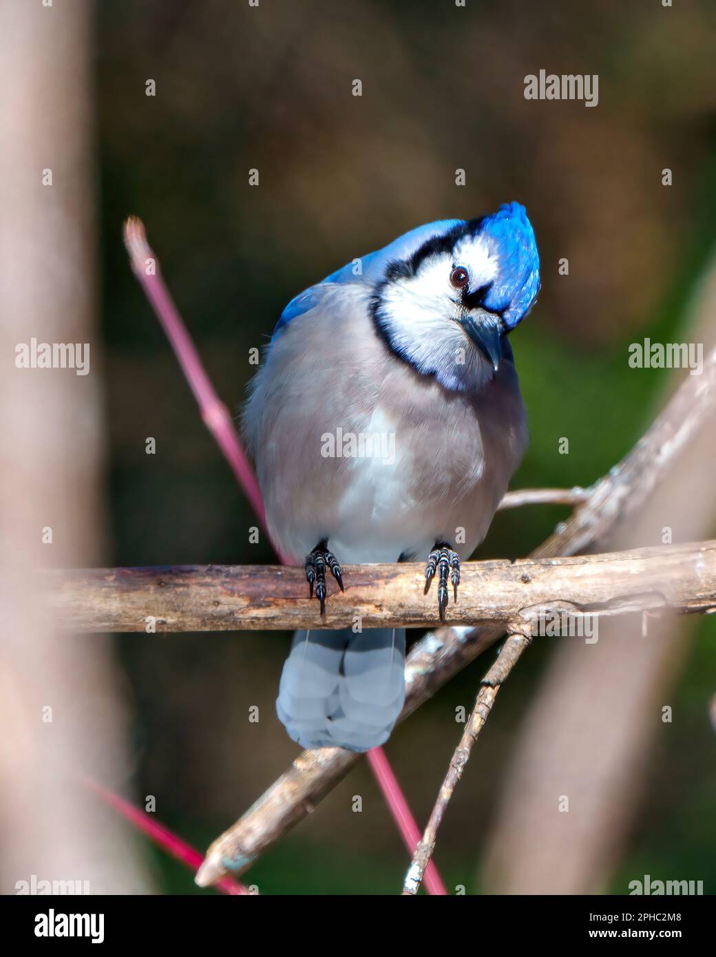 Jay front view hi-res stock photography and images - Alamy