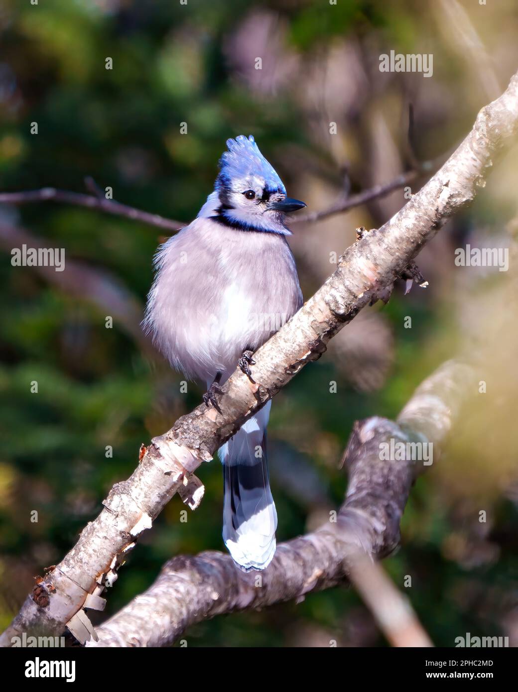 Blue Jay close-up front view perched on a branch with forest blur background in its environment ...