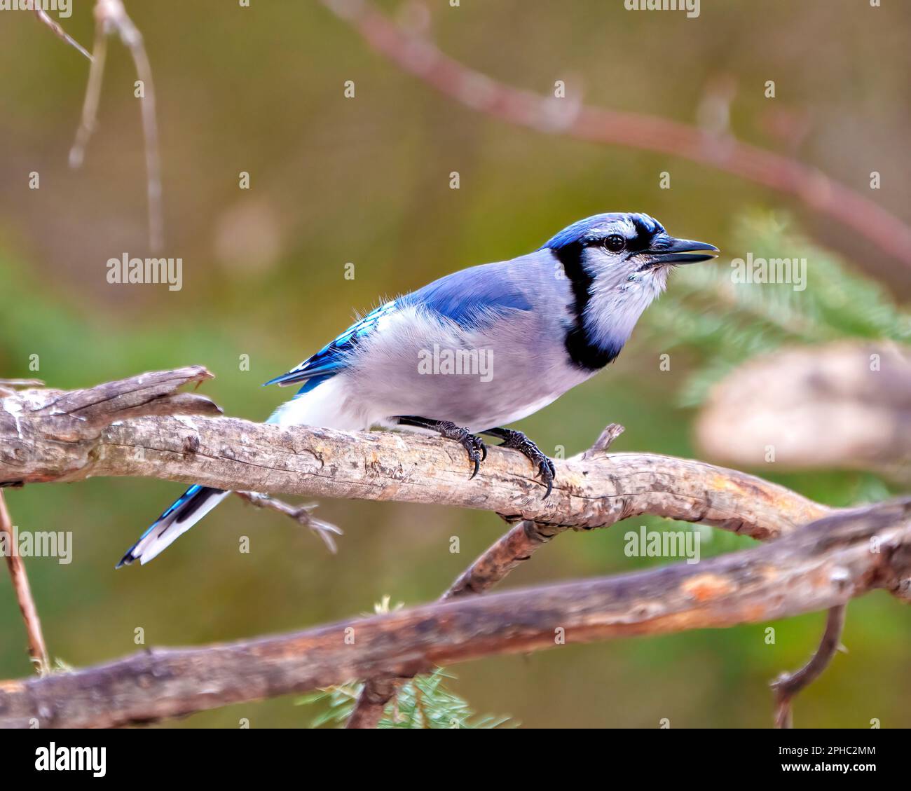 Blue Jay close-up side view perched on a tree branch with a blur forest background in its ...