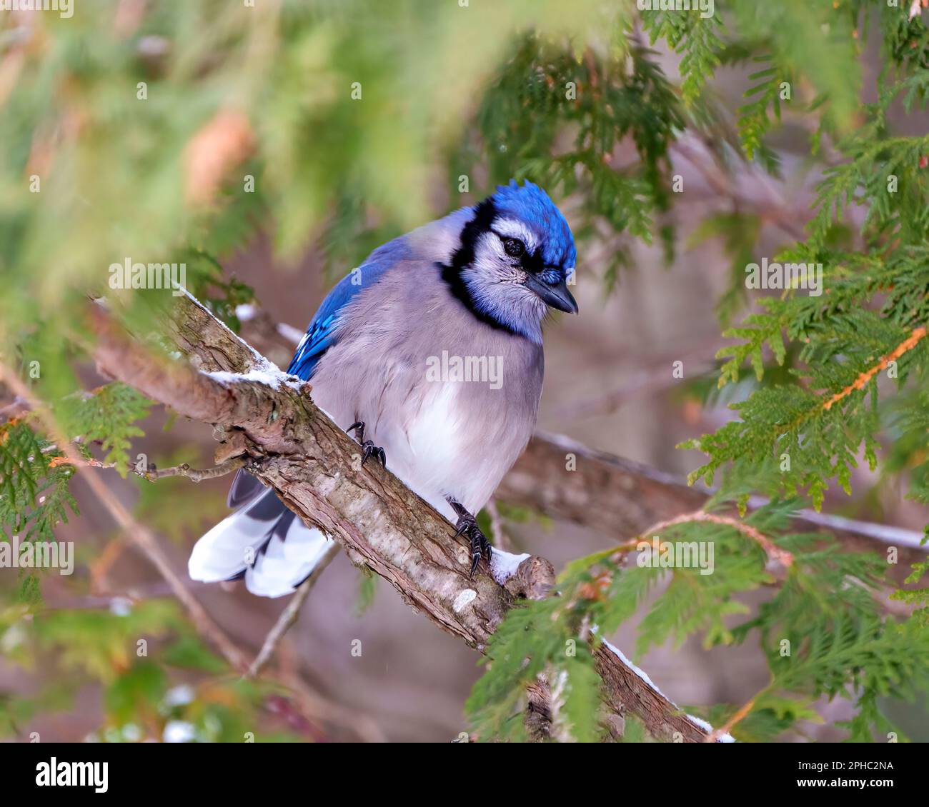 Blue Jay close-up perched on a cedar branch tree with a blur forest background in the forest ...