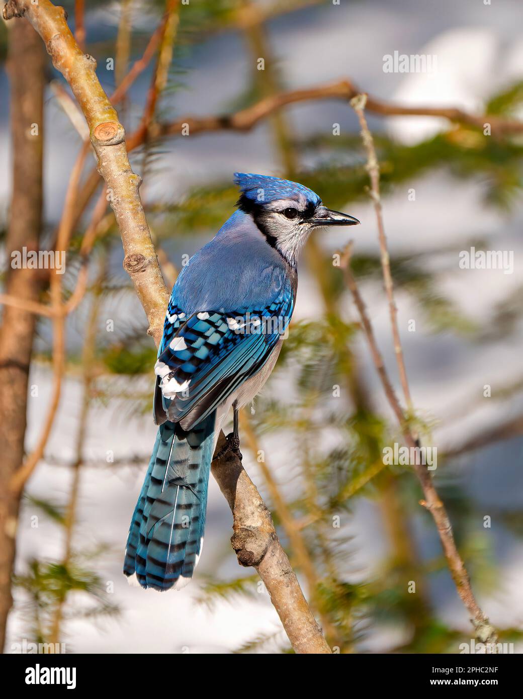 Blue Jay close-up profile rear view perched on a branch displaying blue feather plumage and tail ...
