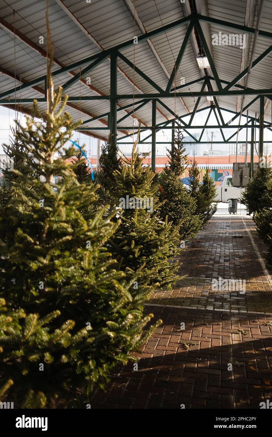 An idyllic outdoor scene featuring several vibrant Christmas trees ...