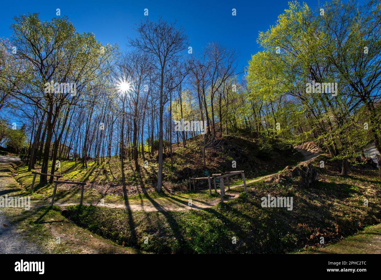 Sunshine on a blue sky among the trees in the forest with the first ...