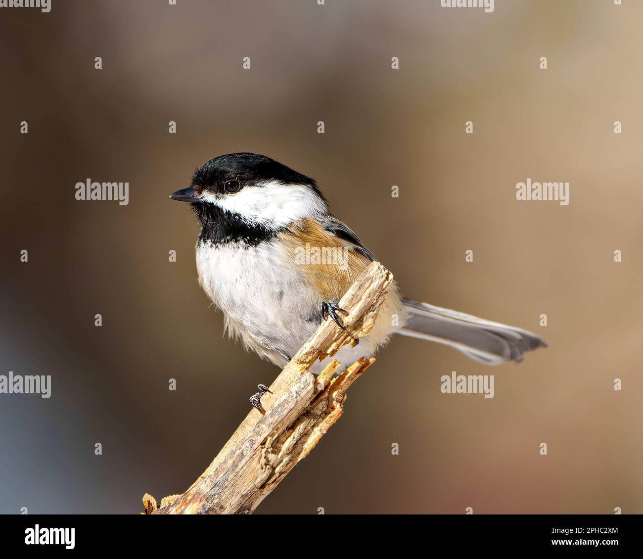 Chickadee close-up profile view perched on a twig with blur brown ...