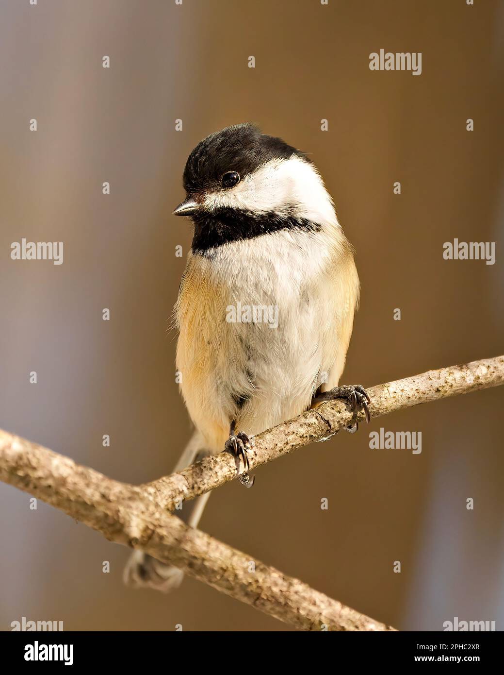 Chickadee close-up profile front view perching on a tree branch with ...