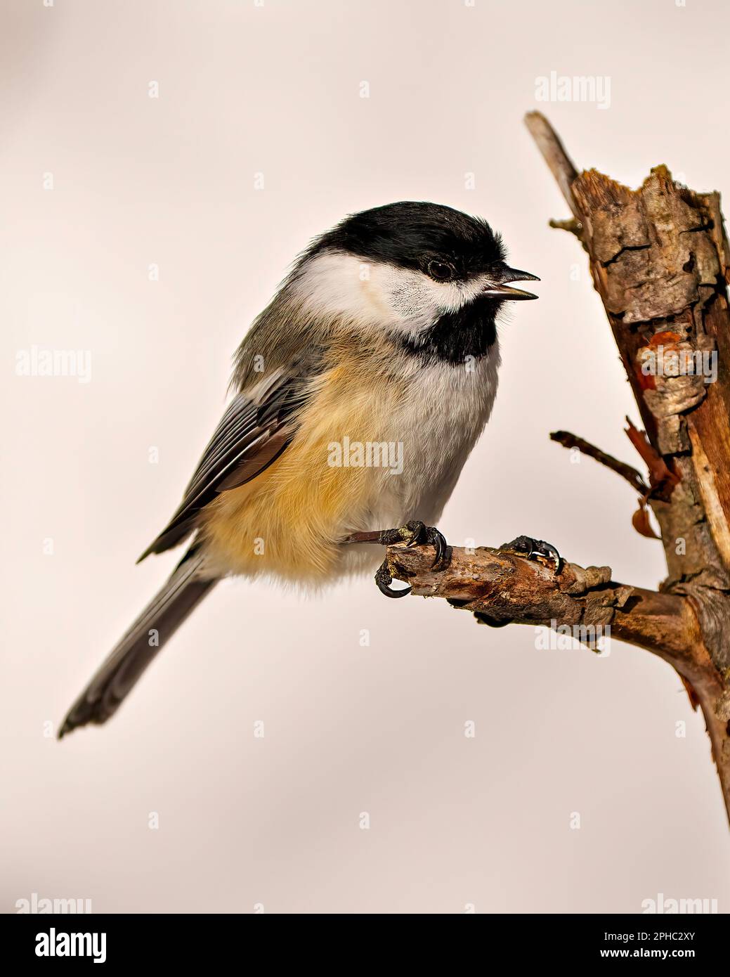 Chickadee close-up profile side view perching on a tree branch with ...