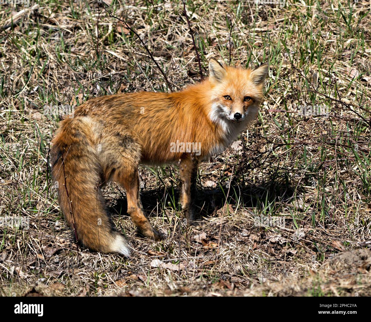 Red fox close-up profile side view in the spring season displaying fox ...