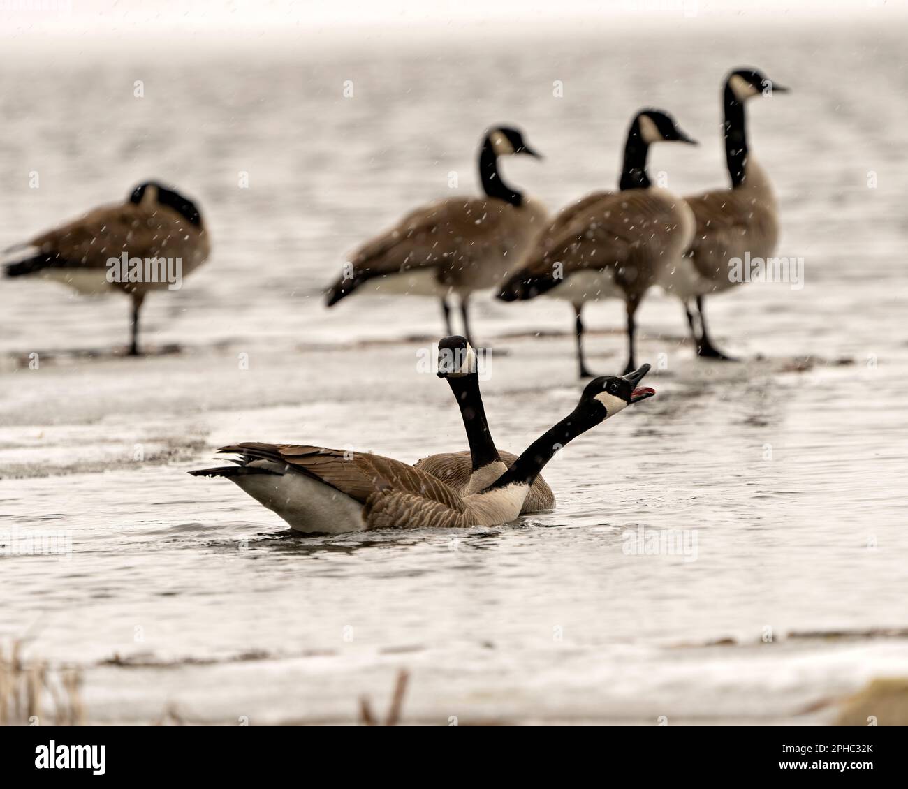 Canada Geese on ice water in the springtime with falling snow in their ...