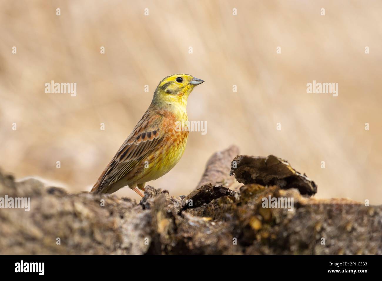 Yellowhammer perching on branch hi-res stock photography and images - Alamy