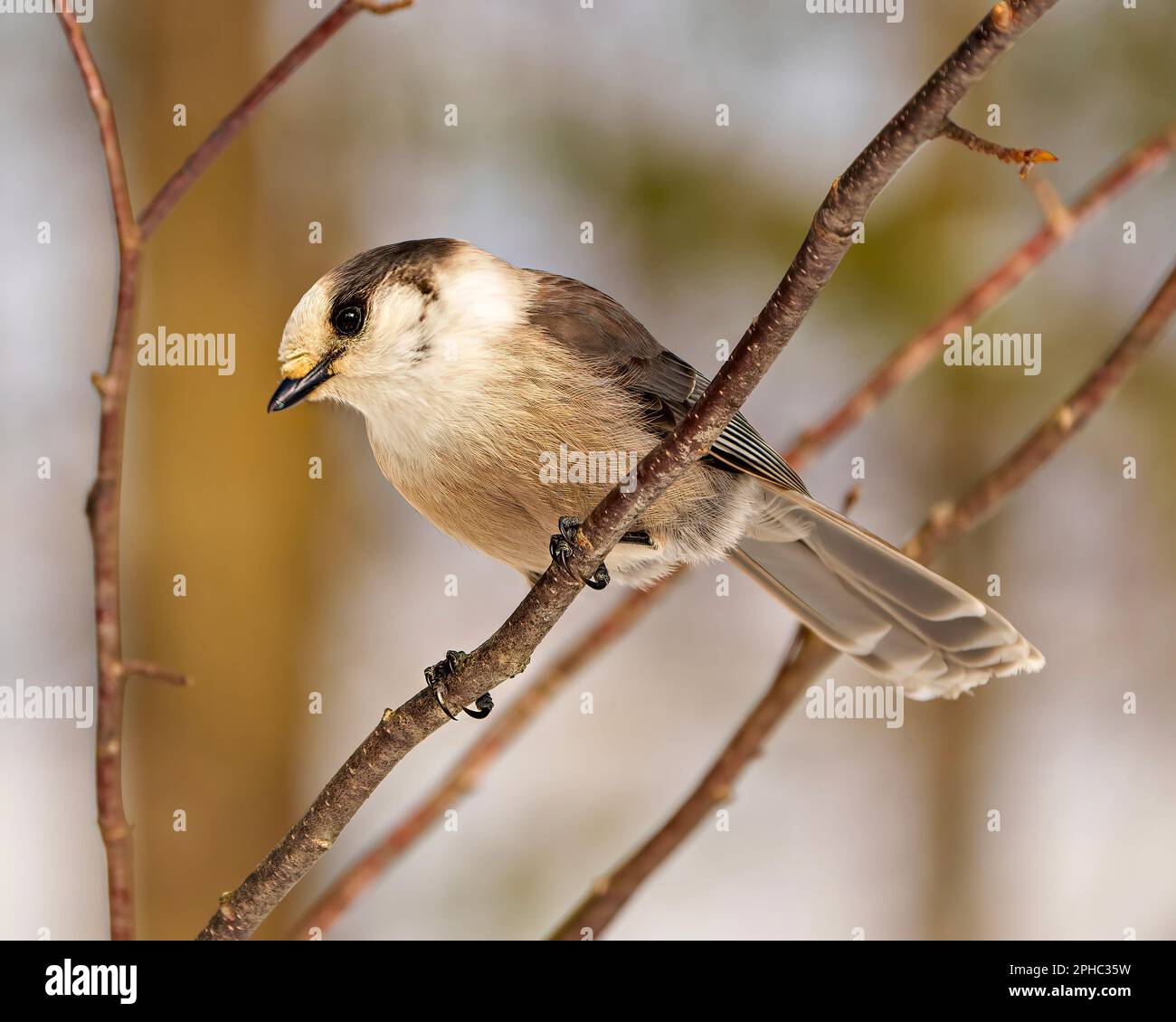 Gray Jay perched on a tree branch displaying grey and white plumage in ...
