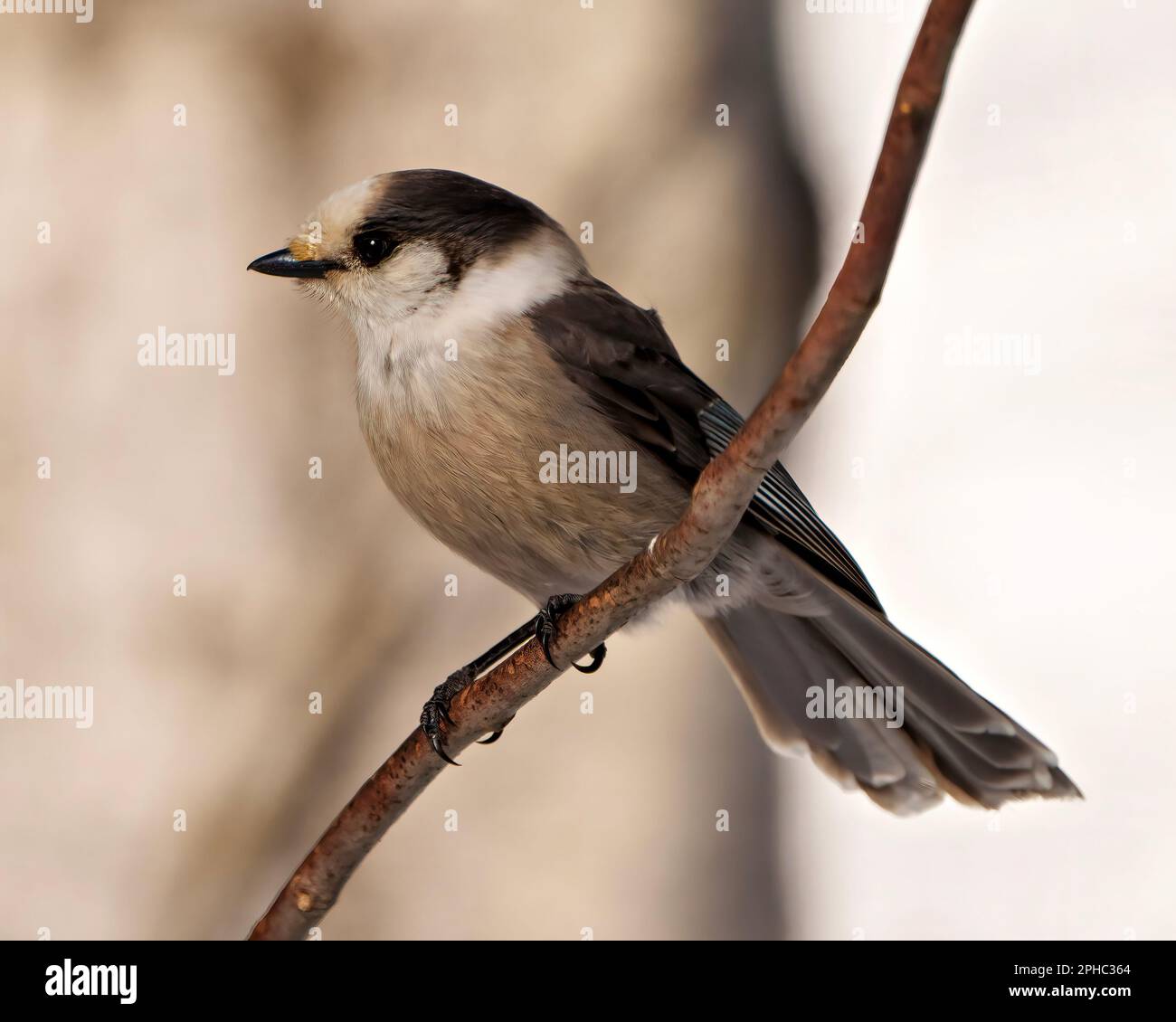 Gray Jay perched on a tree branch displaying grey and white plumage in ...